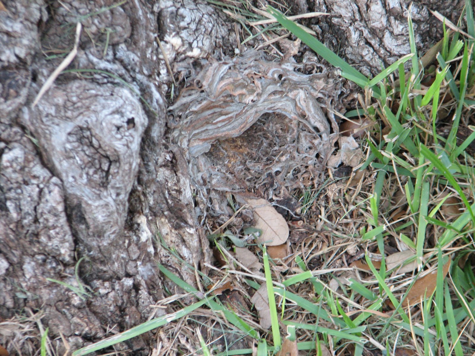 Bexar County Entomology: Yikes! Yellow Jackets!