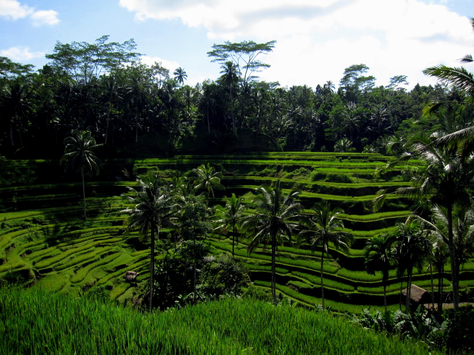 * My Little Piece of Heaven *: Bali Adventure #4 - Rice Padi Fields in ...