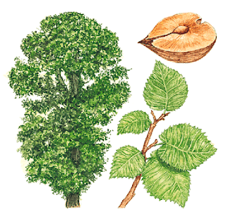 Ulting and Langford Trees: English Elm - Ulmus procera