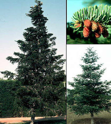 Plantas Medicinales El Abeto | freealfin