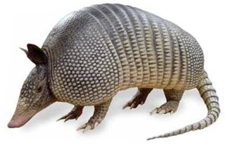 animales del llano: CACHICAMO