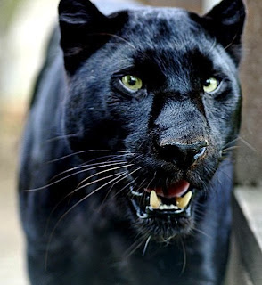 Fúria pantera 100% felino!!!!!!