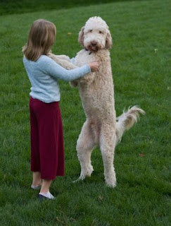 Dog Talk 101: Salsa Dancing Dog