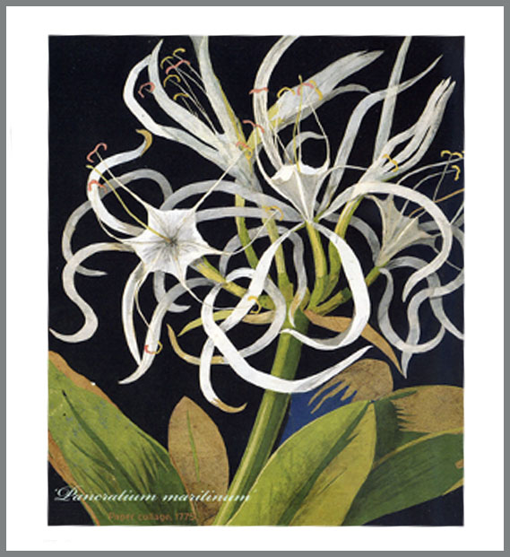 Chawton House Library: Mary Delany inspring fashion