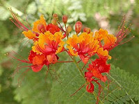 Mi Jardín de Hogar: Tabachín: Caesalpinia Pulcherrima