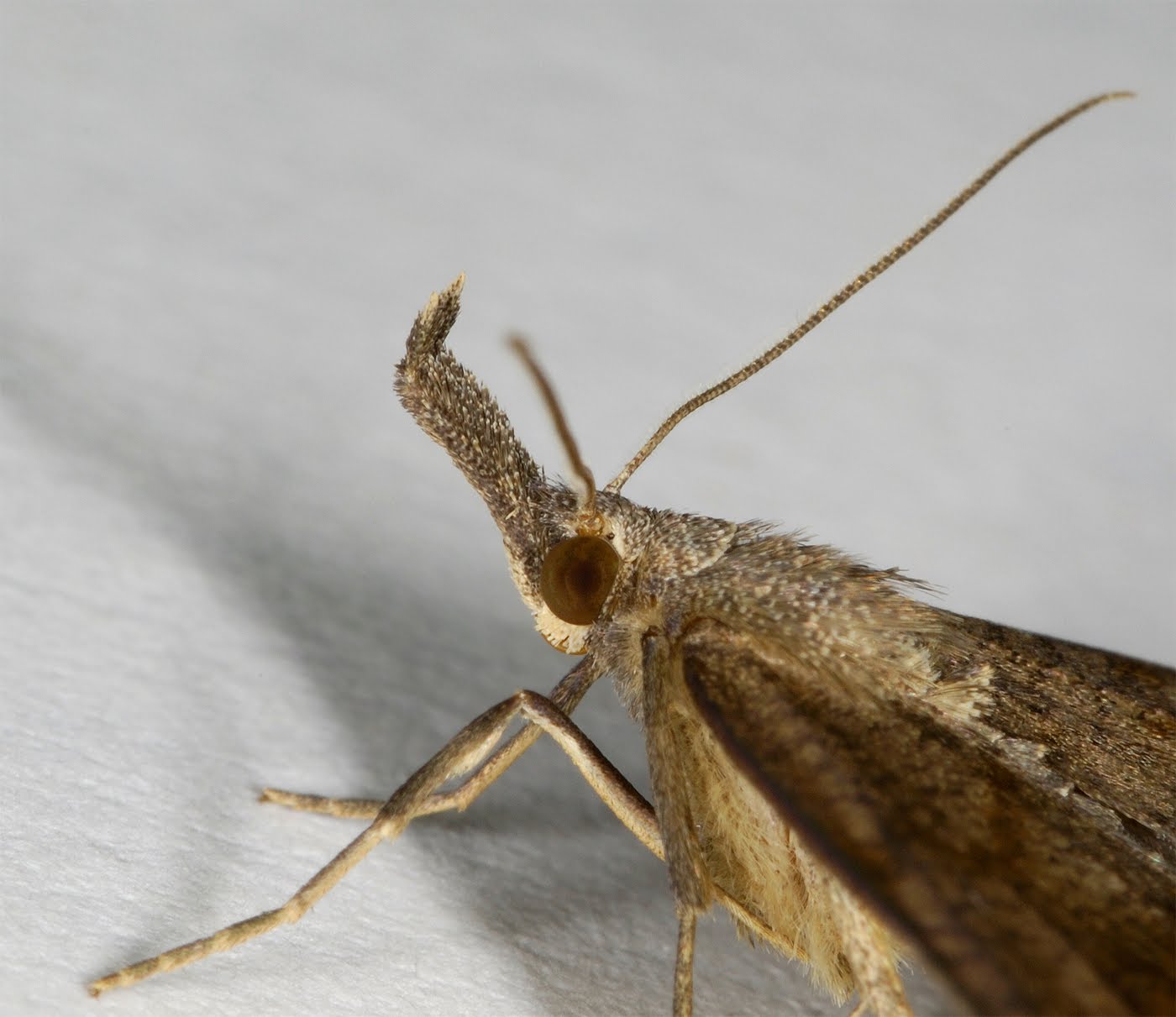 West Dunbartonshire Moth Blog: The Snout (Hypena proboscidalis)