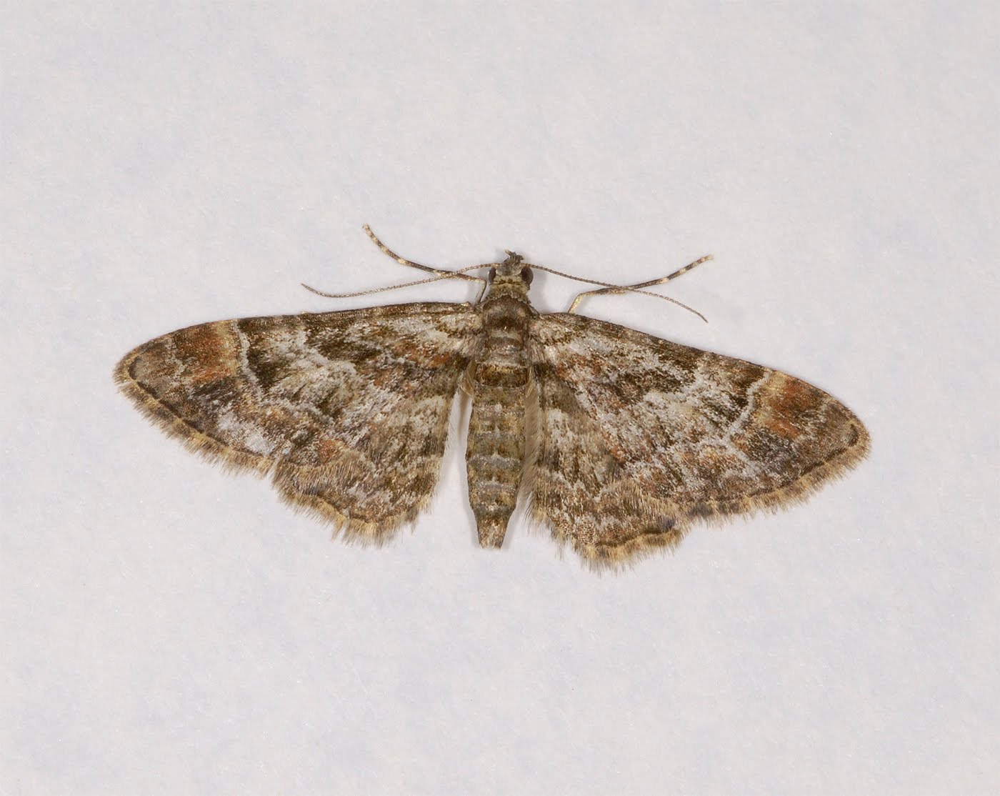 West Dunbartonshire Moth Blog: Double-striped Pug (Gymnoscelis ...