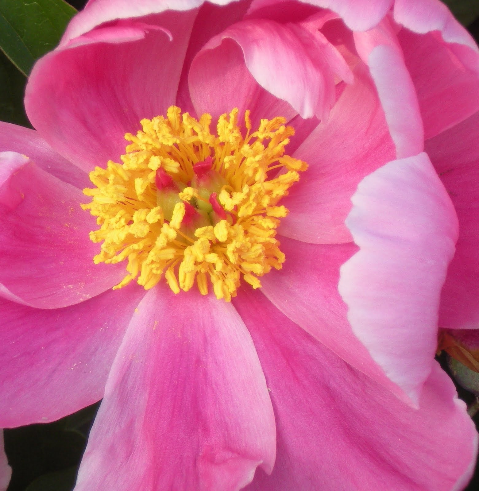 Lilac Gate: Single Peonies