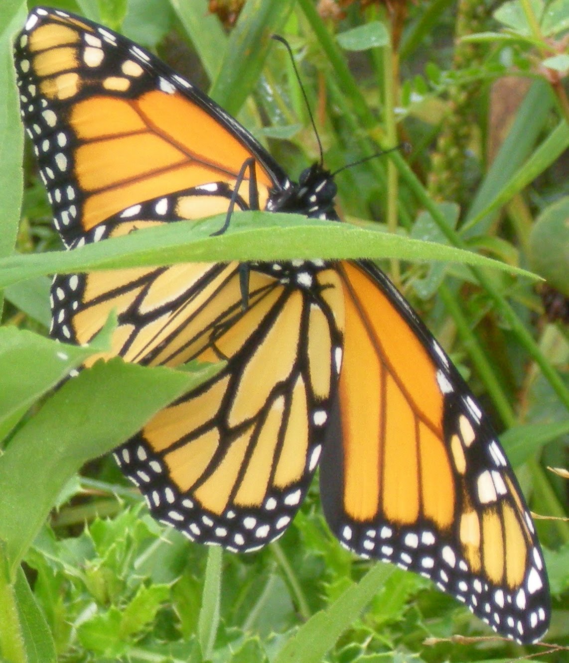 Lilac Gate: Monarch Butterfly