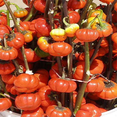 nwgardens: Pumpkins Trees
