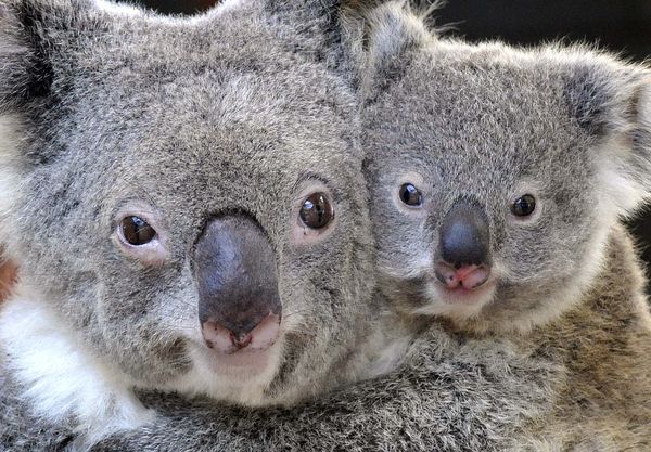 Simple Living: Top Ten Koala Facts