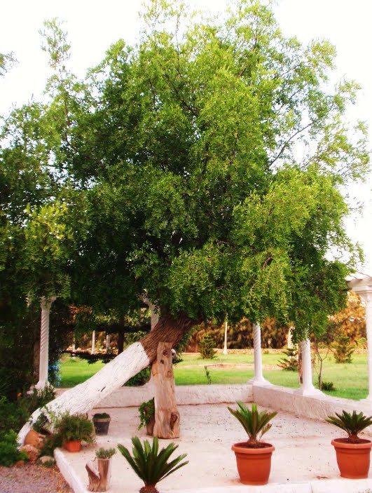 Murid's Log: Sheikh al-Alawi's Lote Tree