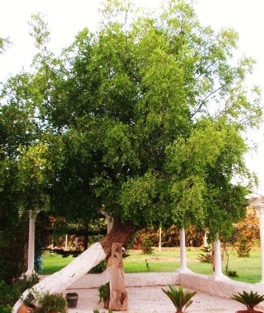 Murid's Log: Sheikh al-Alawi's Lote Tree