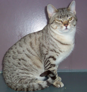 About Cats: Australian Mist