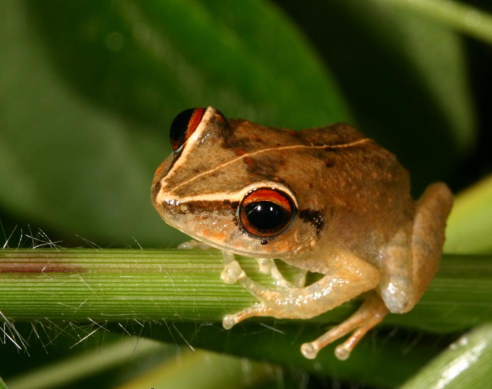 Comedia en Mexico: Menudo : Coqui