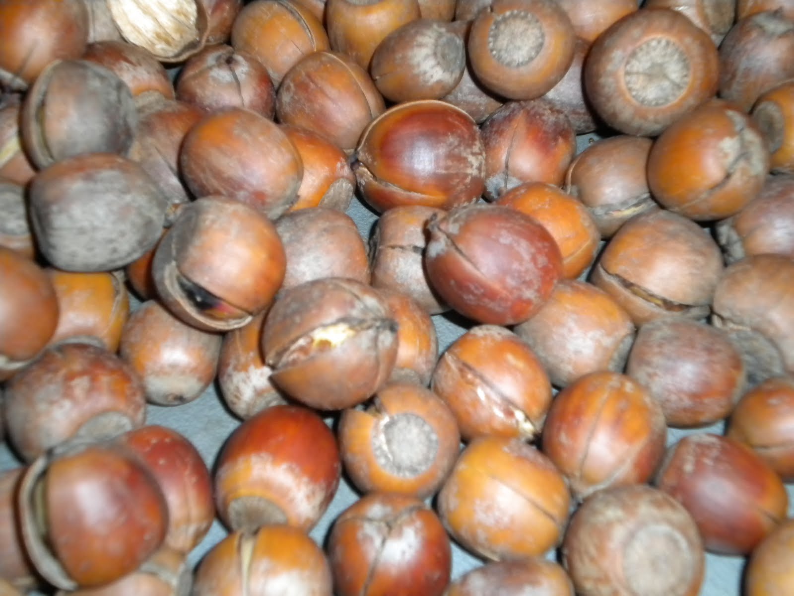 Starting from Scratch: Foraging - Acorns
