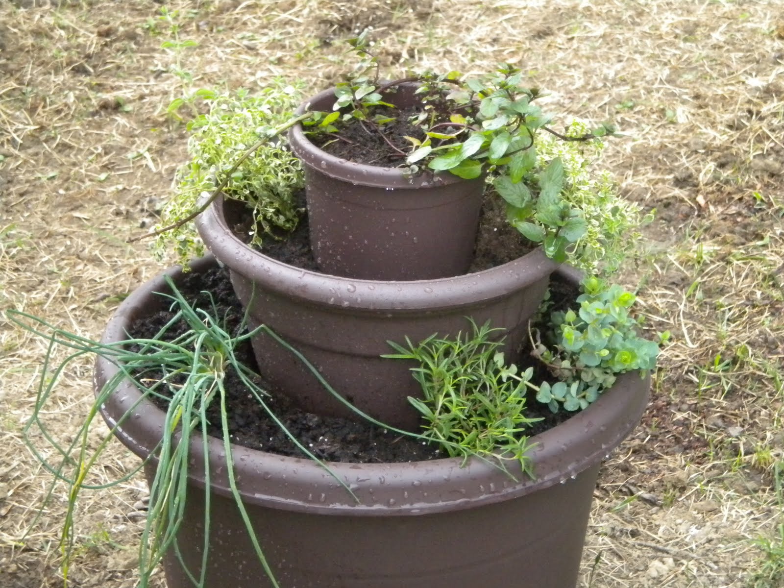 Starting from Scratch: Mega Garden Part 2