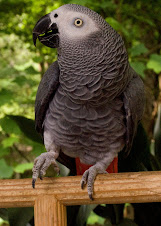 Just Another Day in Parrotdise