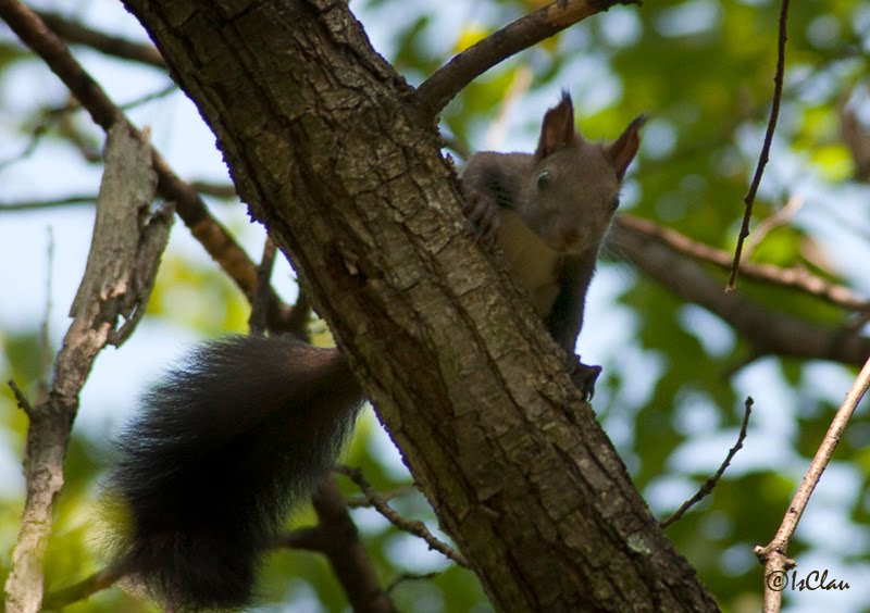 In linii mari: Veverita