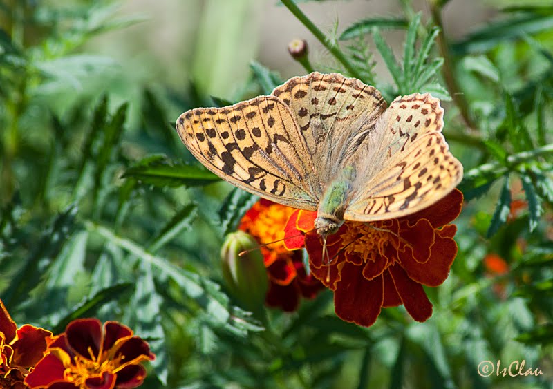 In linii mari: Craite si fluturi