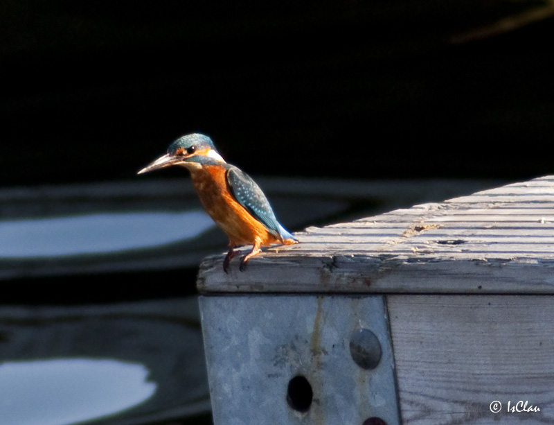 In linii mari: Pasari