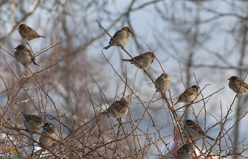 In linii mari: Passer (Vrabia)