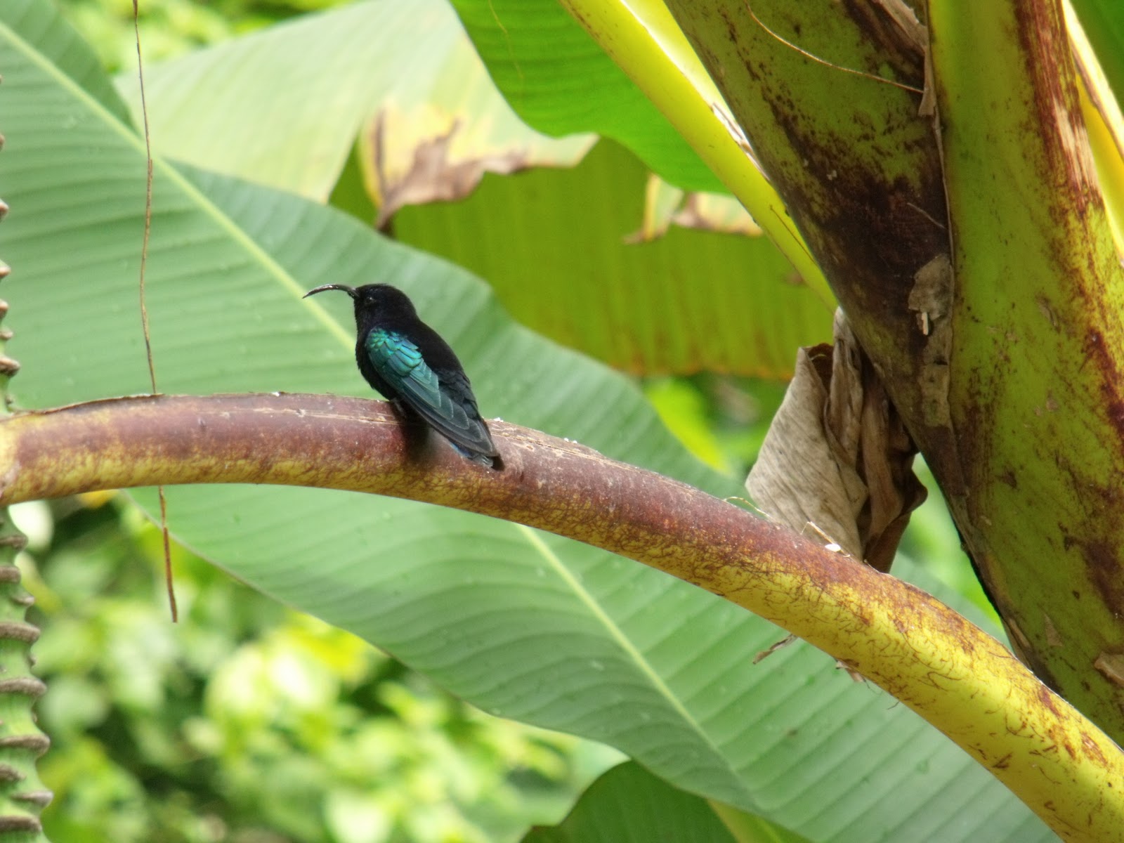 DECOUVERTE DE LA MARTINIQUE PAR LA FAMILLE URLACHER: LA FAUNE ET LA ...