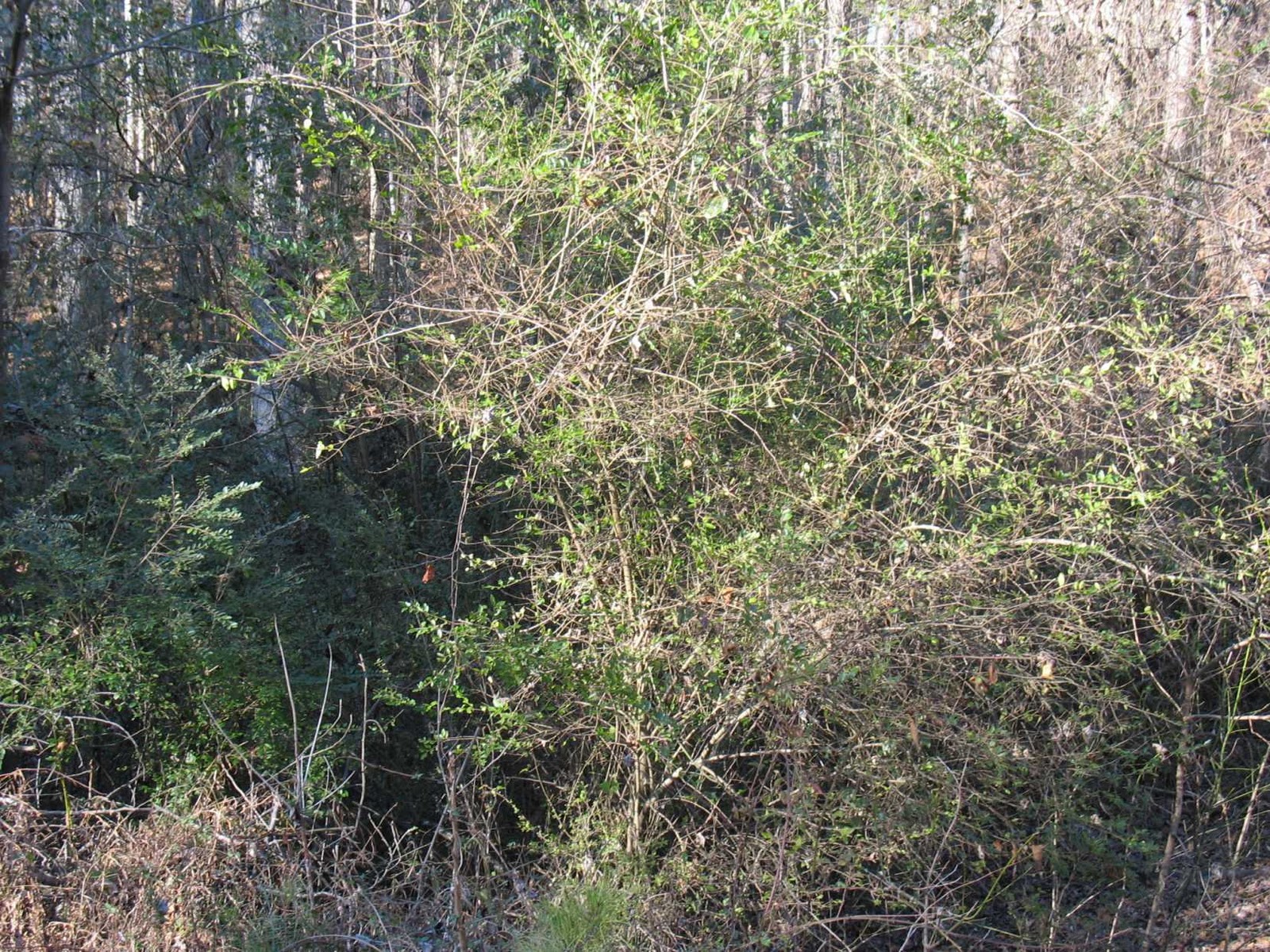 Using Georgia Native Plants: Winter Weeds