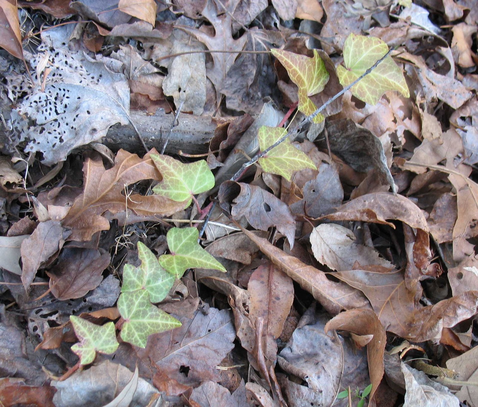 Using Georgia Native Plants: December 2010
