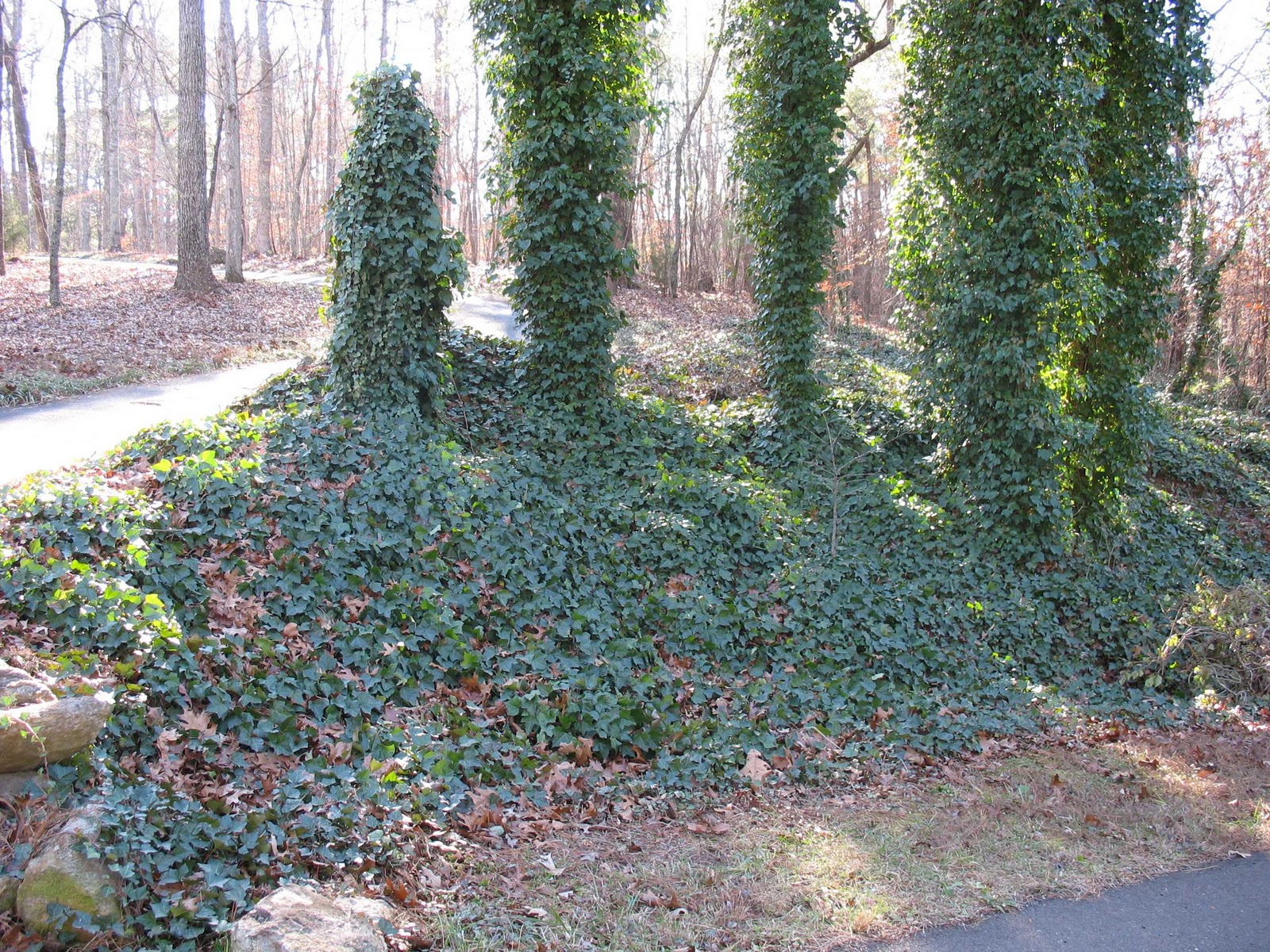 Using Georgia Native Plants: Winter Weeds