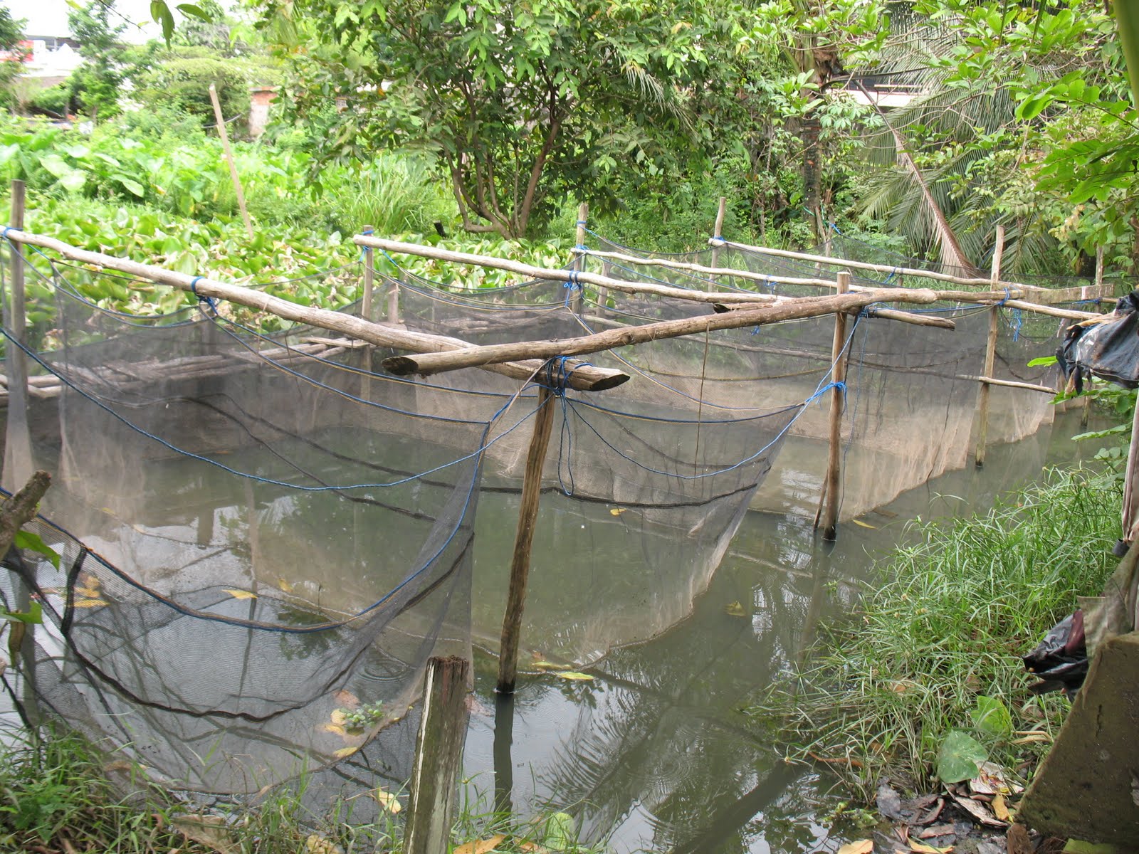 Completely Complete: Budidaya Ikan Lele