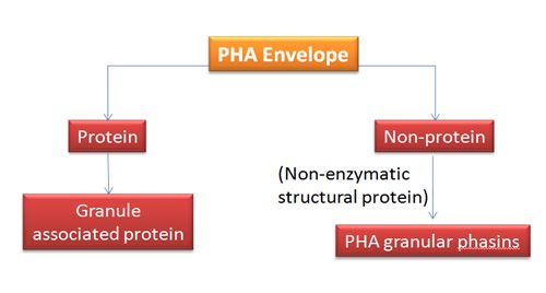 PHA Production: June 2010