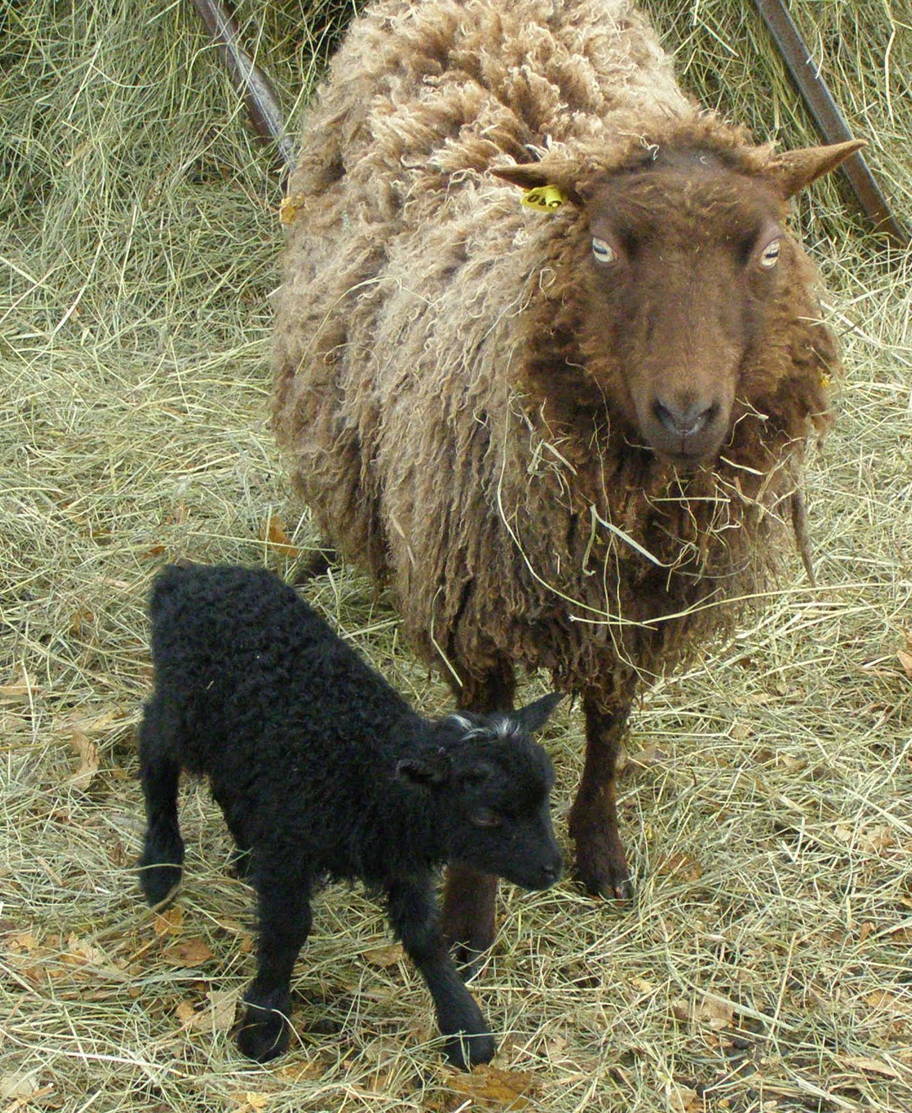 Silveraurora Shetland Sheep For Sale