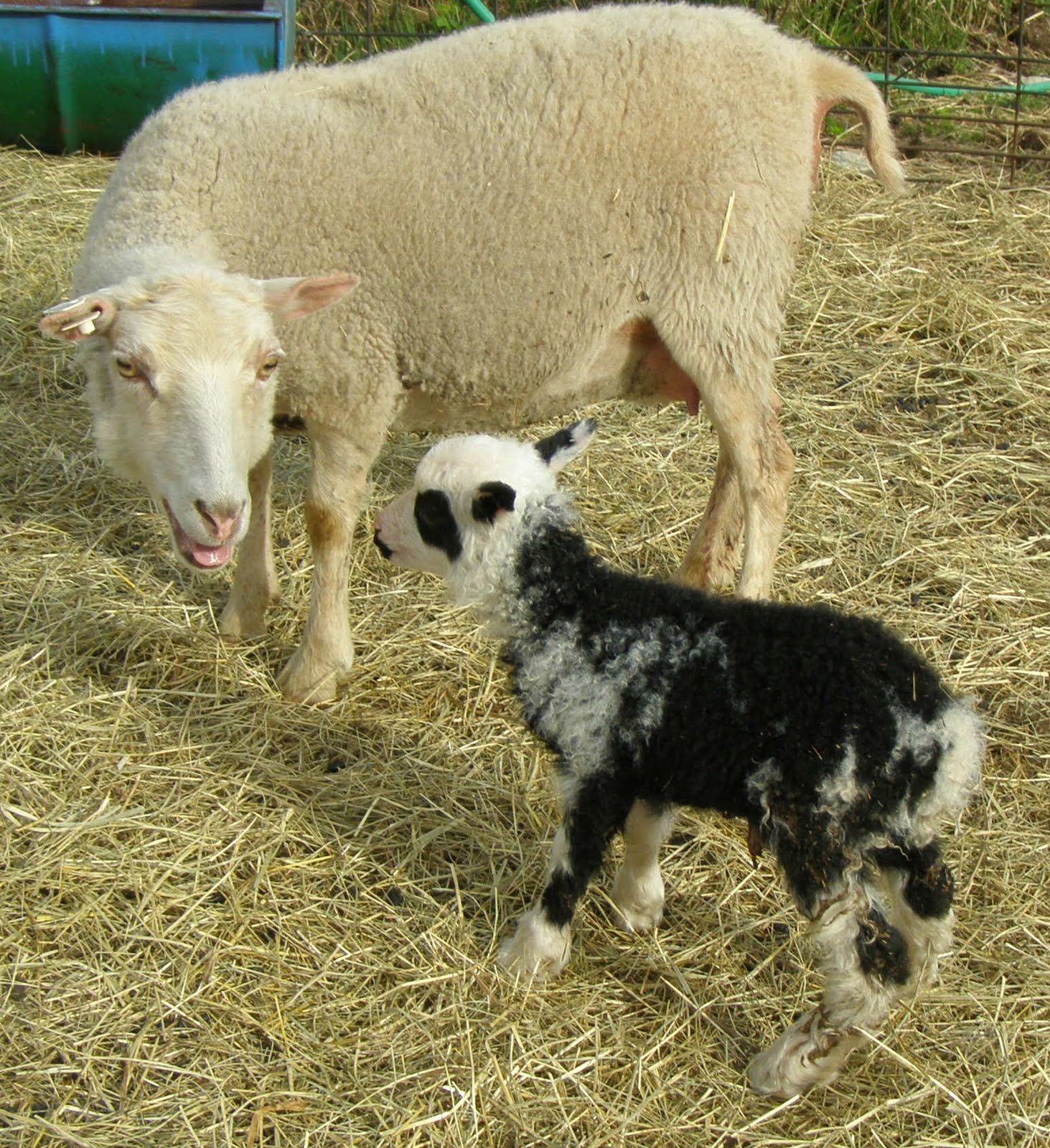 Silveraurora Shetland Sheep: BLANCHE!!! Finally lambed!!