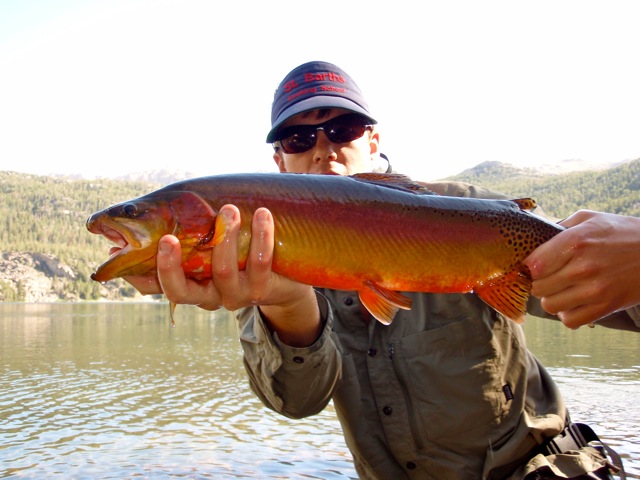 Fly Fish Addiction: Golden Trout...There's Gold In Them There Hills!
