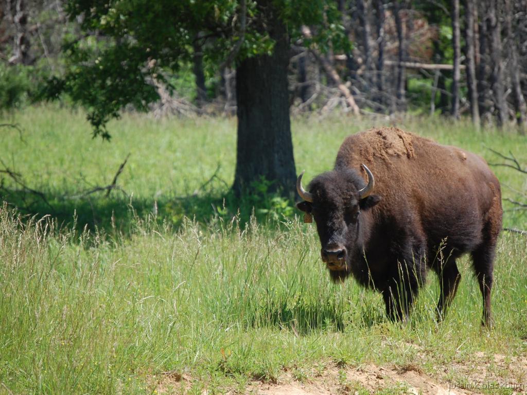 Discover the amazing beauty of Nature & Wild life: Bison