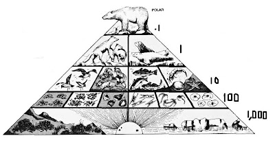 Tundra Biome: Energy Pyramid