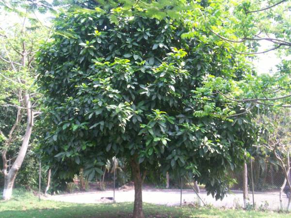 Jambo - Tudo sobre Jambo | Criar e Plantar - Paisagismo, Galinheiros ...