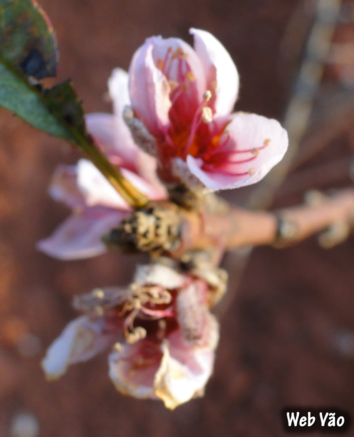 Florada do pessegueiro | Criar e Plantar - Paisagismo, Galinheiros ...