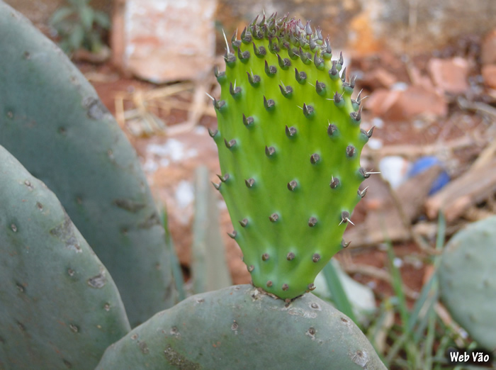 Palma - Cactus | Criar e Plantar - Paisagismo, Galinheiros, Reflorestamento