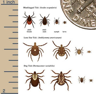 VETERINARY ASSOCIATES OF CAPE COD: Tick Season Is Here!!!