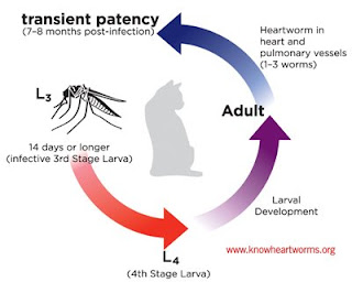 VETERINARY ASSOCIATES OF CAPE COD: Heartworm Season!