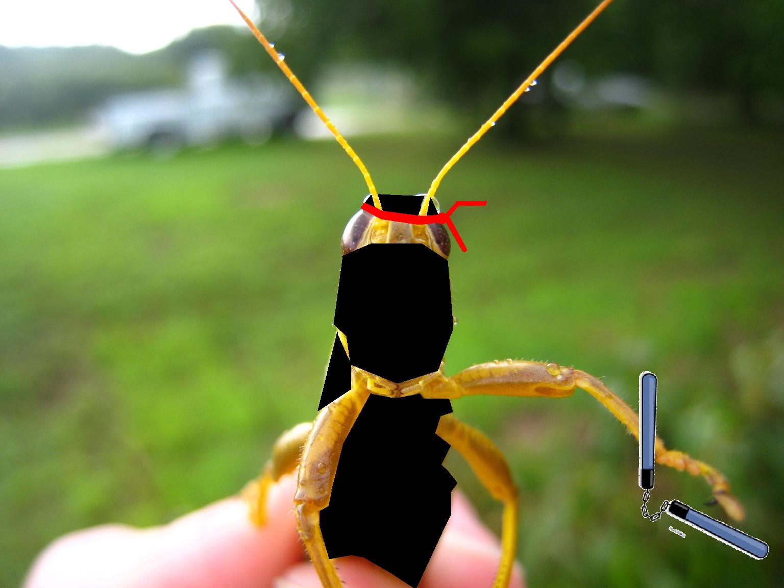 Country Chick City Chick: Grasshopper Identification