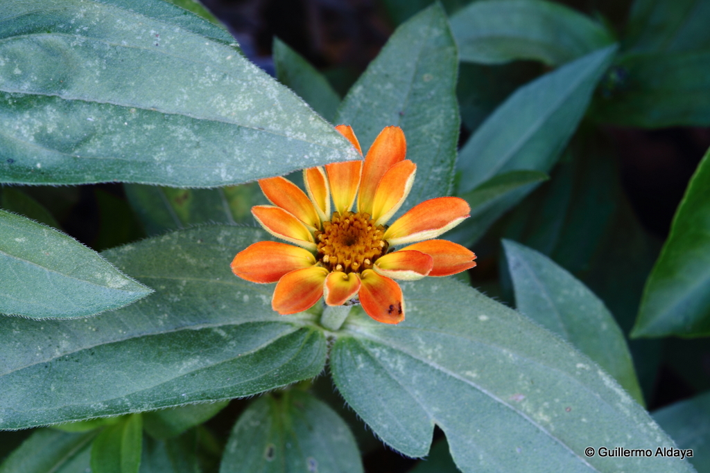 Guillermo Aldaya - Photographs: January 2011