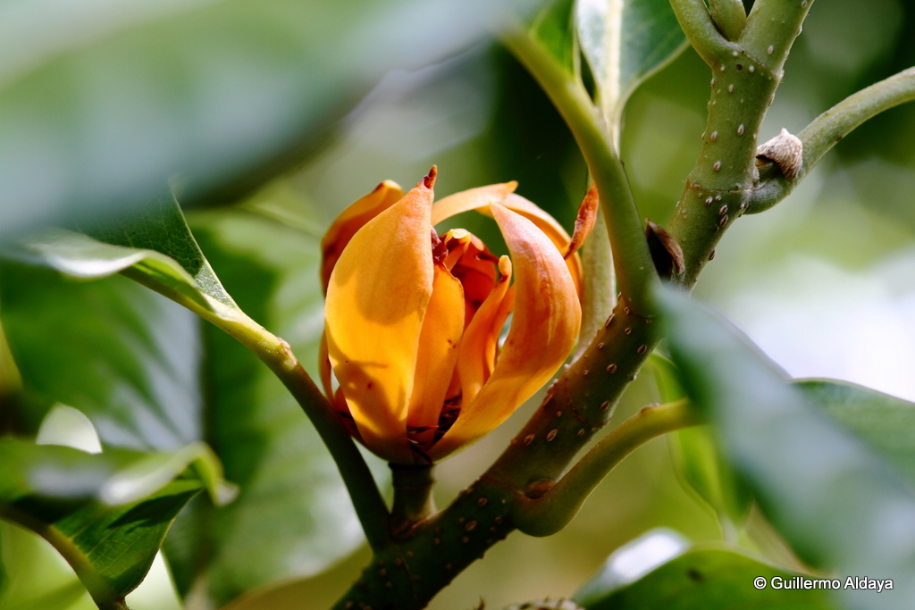 Guillermo Aldaya - Photographs: January 2011