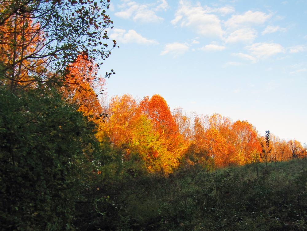 The Mclean Furgang: Nottoway Park