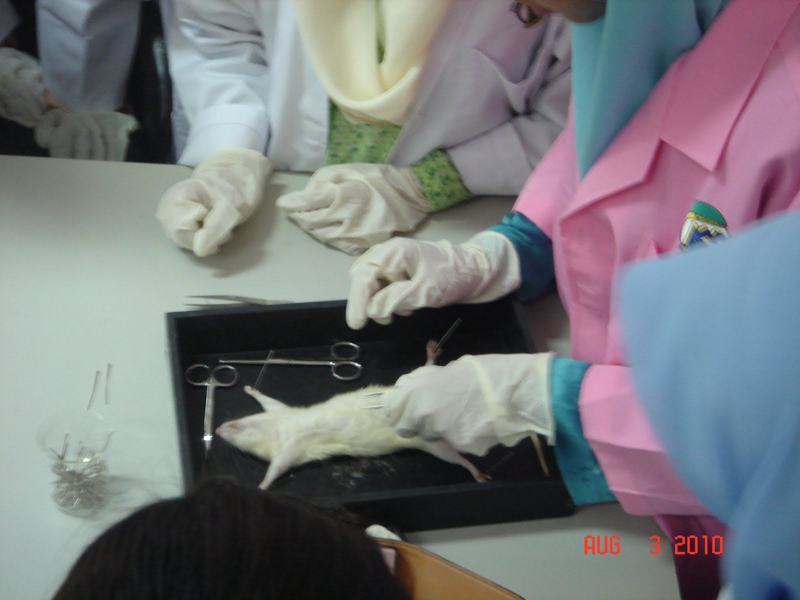 Just My Life: Rat dissection