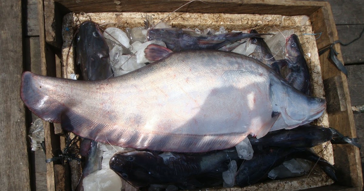 Belida (Featherback / Chitala chitala)