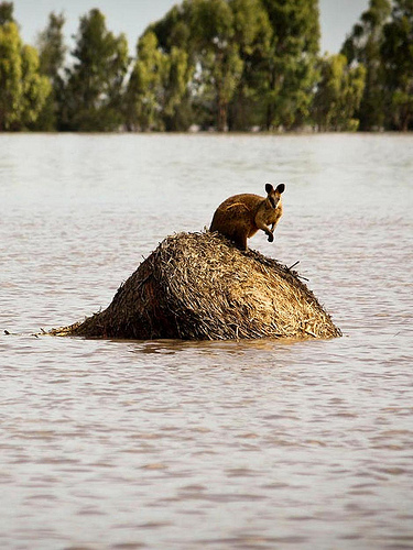 Bree Robertson: Queensland Flood Animal Rescue