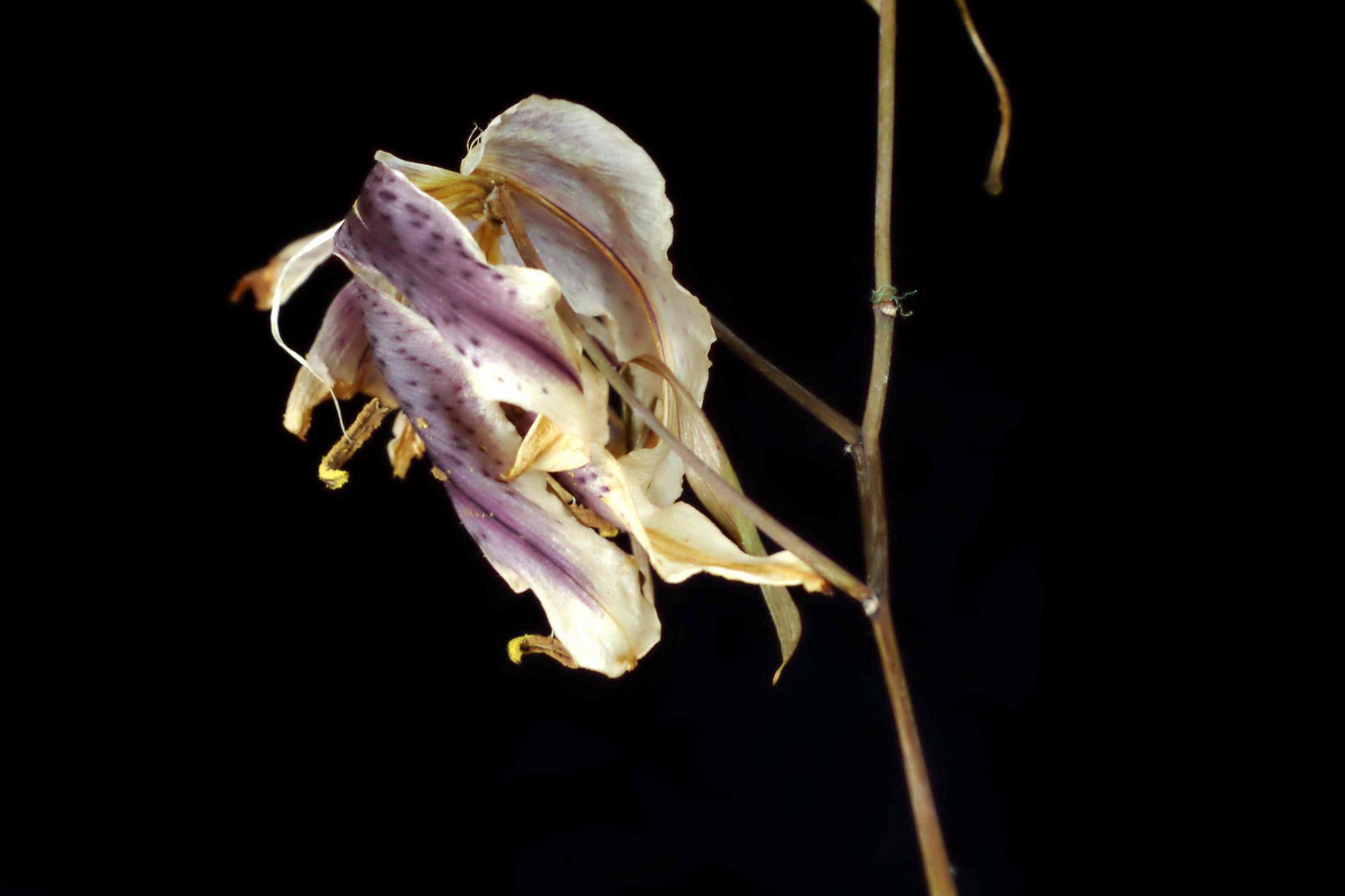 Paper, Canvas, Light: Studio Practice w/ Dead Flower